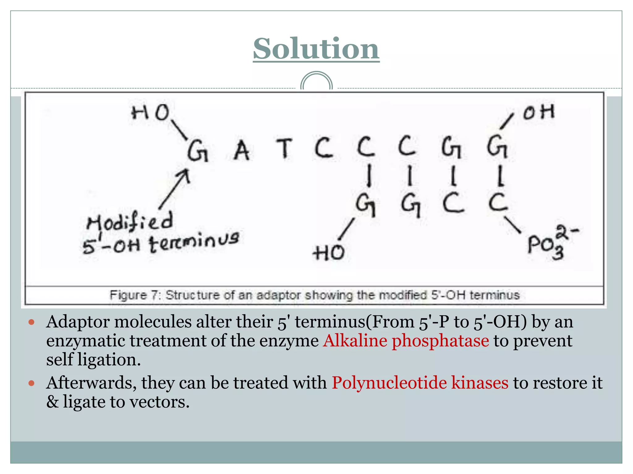 Linker, Adaptor, Homopolymeric Tailing & Terminal Transferase | PPTX