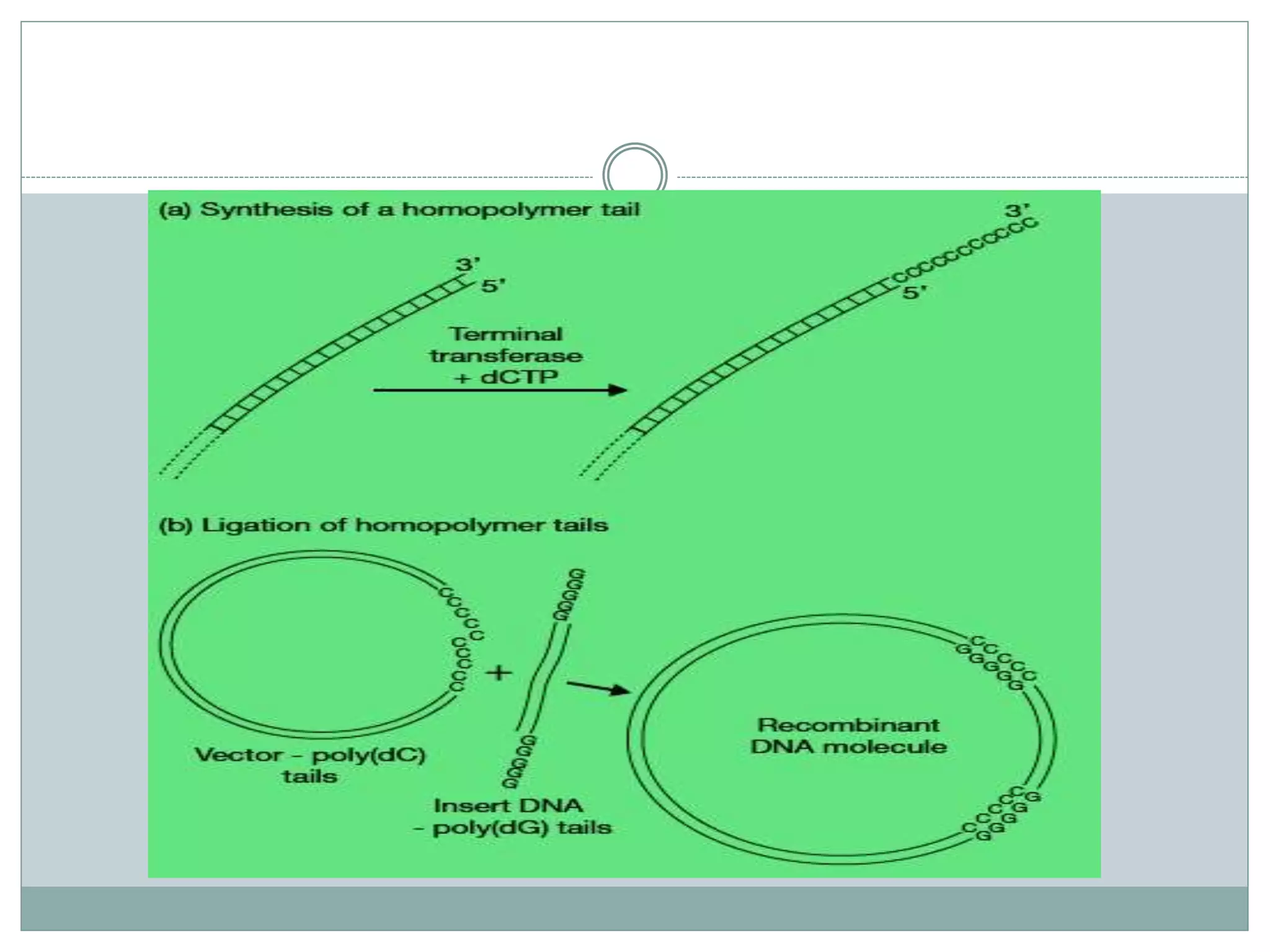 Linker, Adaptor, Homopolymeric Tailing & Terminal Transferase | PPTX