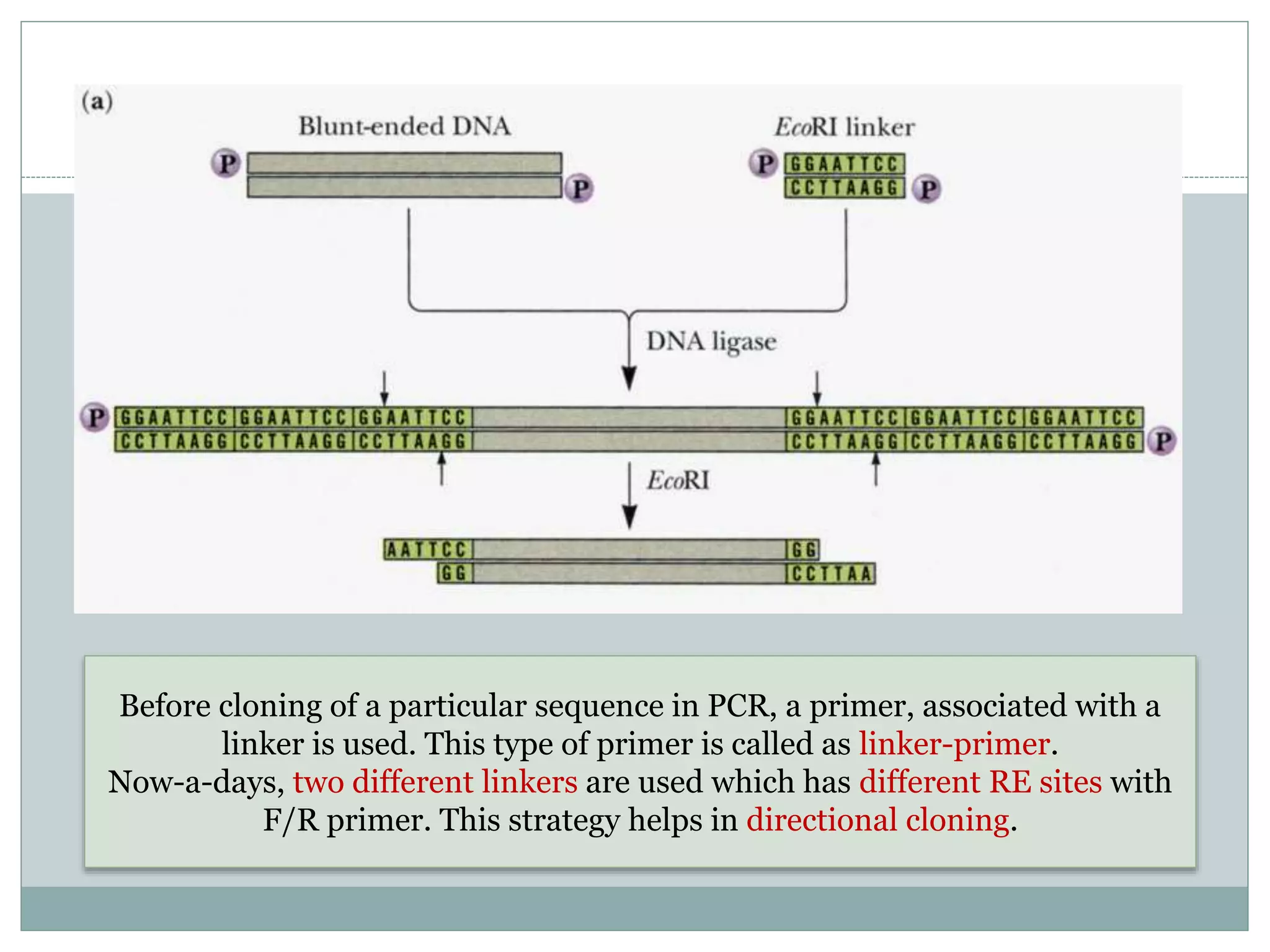 Linker, Adaptor, Homopolymeric Tailing & Terminal Transferase | PPTX