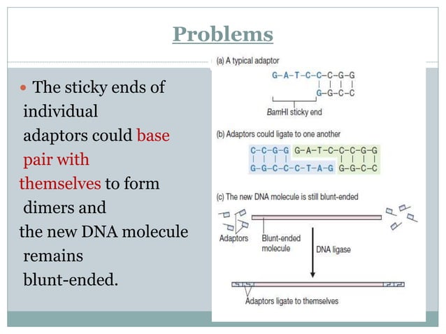 Linker, Adaptor, Homopolymeric Tailing & Terminal Transferase | PPTX ...