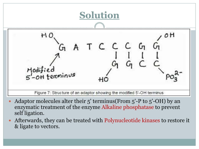 Linker, Adaptor, Homopolymeric Tailing & Terminal Transferase | PPTX ...