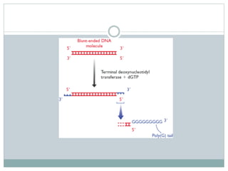 Linker, Adaptor, Homopolymeric Tailing & Terminal Transferase | PPTX