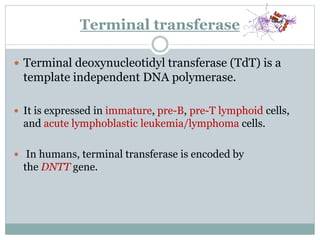 Linker, Adaptor, Homopolymeric Tailing & Terminal Transferase | PPTX