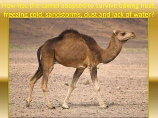 Adapting To The Desert.ppt