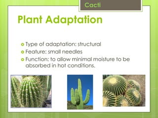 Adaption jasmin mc bride | PPT