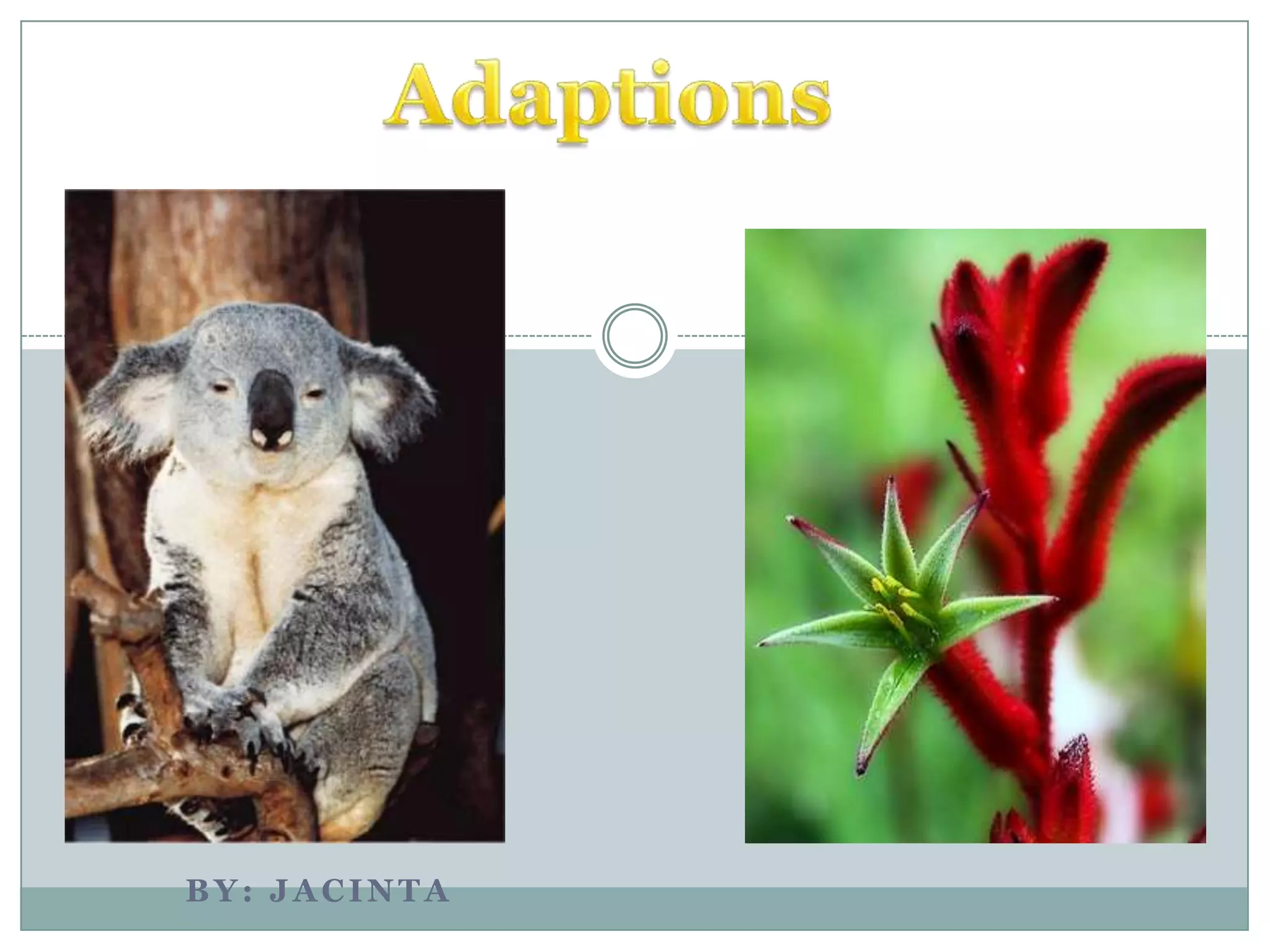 Adaption of animal and plant | PPT