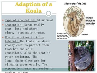 Adaption of animal and plant | PPT