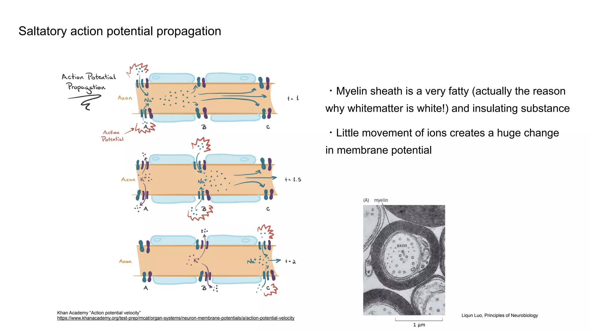 Impact of myelin plasticity on learning and memory | PDF