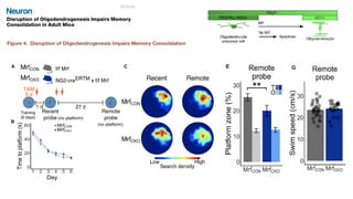 Impact of myelin plasticity on learning and memory | PPT