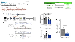 Impact of myelin plasticity on learning and memory | PPT
