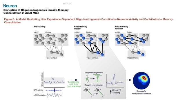 Impact of myelin plasticity on learning and memory | PPT