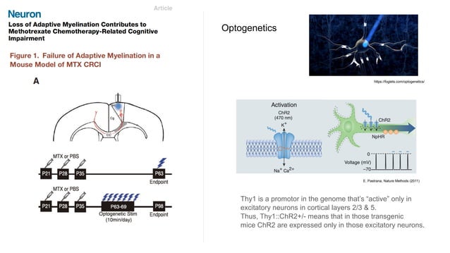 Impact of myelin plasticity on learning and memory | PPT