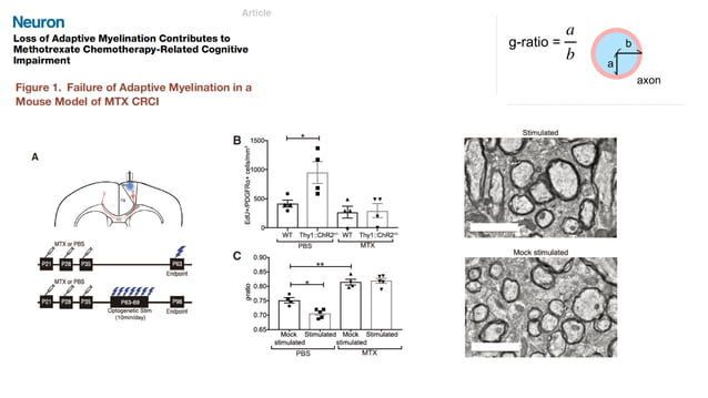 Impact of myelin plasticity on learning and memory | PPT