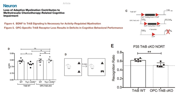 Impact of myelin plasticity on learning and memory | PPT
