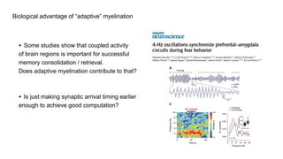 Impact of myelin plasticity on learning and memory | PPT