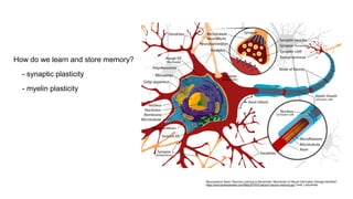 Impact of myelin plasticity on learning and memory | PPT