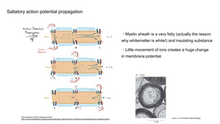 Impact of myelin plasticity on learning and memory | PPT