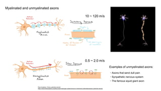Impact of myelin plasticity on learning and memory | PPT
