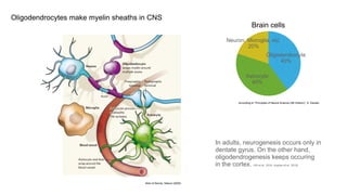 Impact of myelin plasticity on learning and memory | PPT