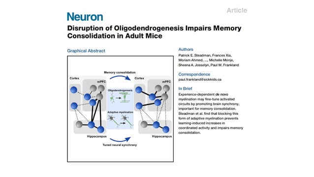 Impact of myelin plasticity on learning and memory | PPT