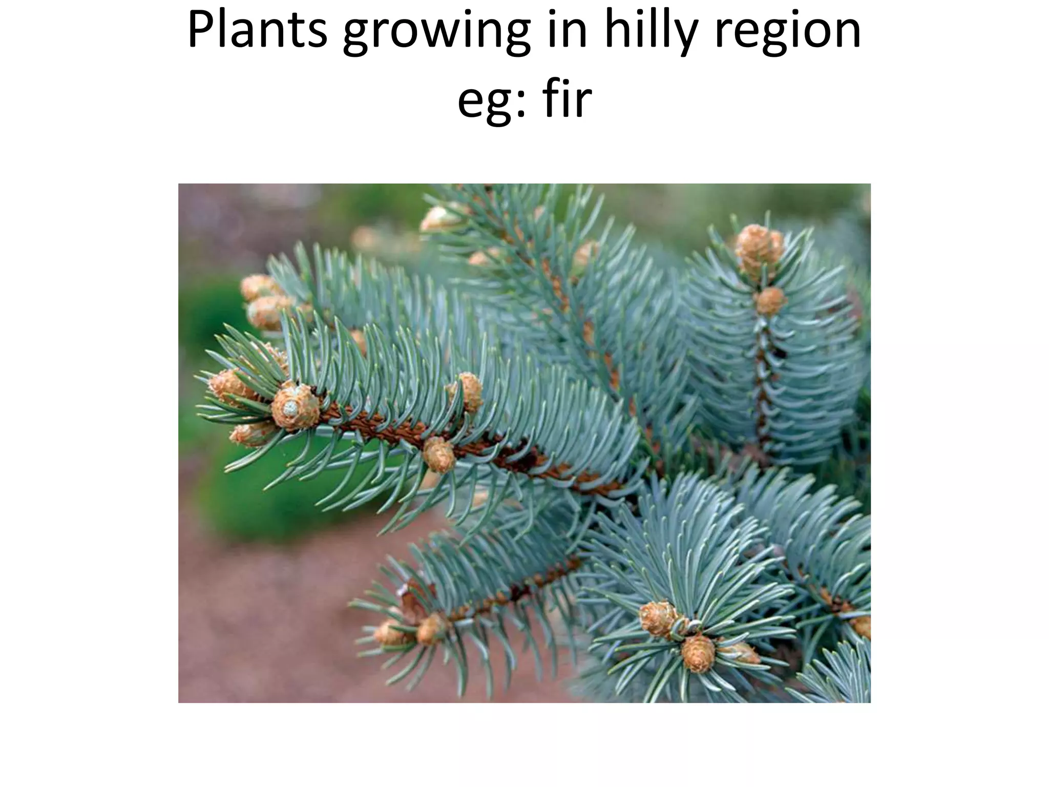 Adaptive characteristics of plant.pptx