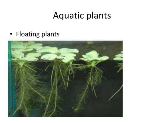 Adaptive characteristics of plant.pptx