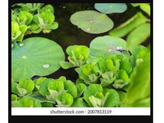 Adaptive characteristics of plant.pptx