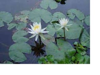 Adaptive characteristics of plant.pptx