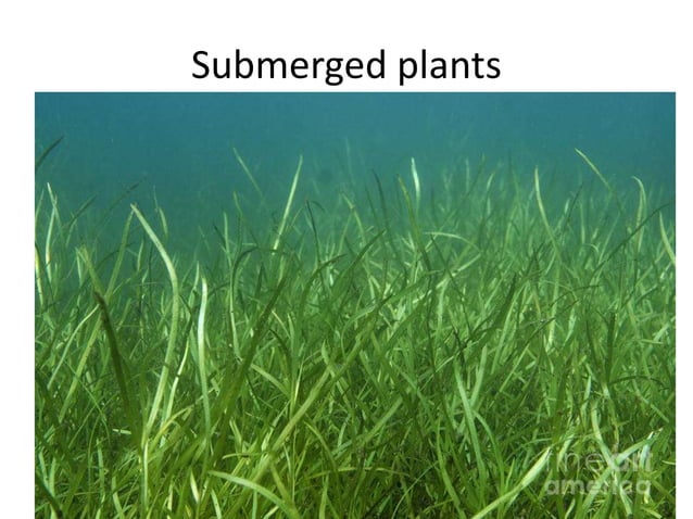 Adaptive characteristics of plant.pptx | Free Download