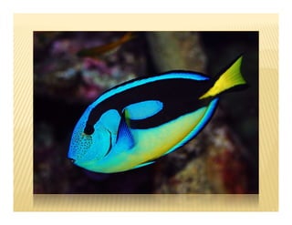 Adaptive colouration in fishes. Colour patterns, camouflaging, colour ...