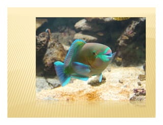 Adaptive colouration in fishes. Colour patterns, camouflaging, colour ...