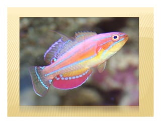 Adaptive colouration in fishes. Colour patterns, camouflaging, colour ...
