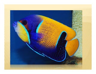 Adaptive colouration in fishes. Colour patterns, camouflaging, colour ...