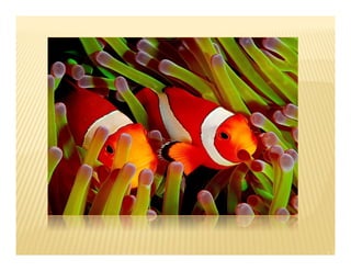 Adaptive colouration in fishes. Colour patterns, camouflaging, colour ...