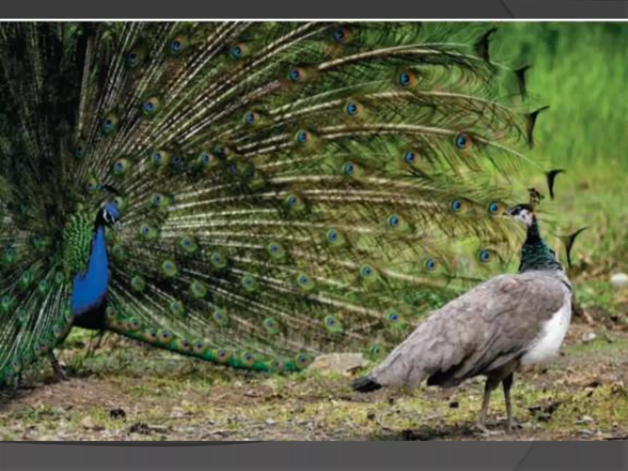 Adaptive evolution as caused by natural selection (continuation) | PPTX