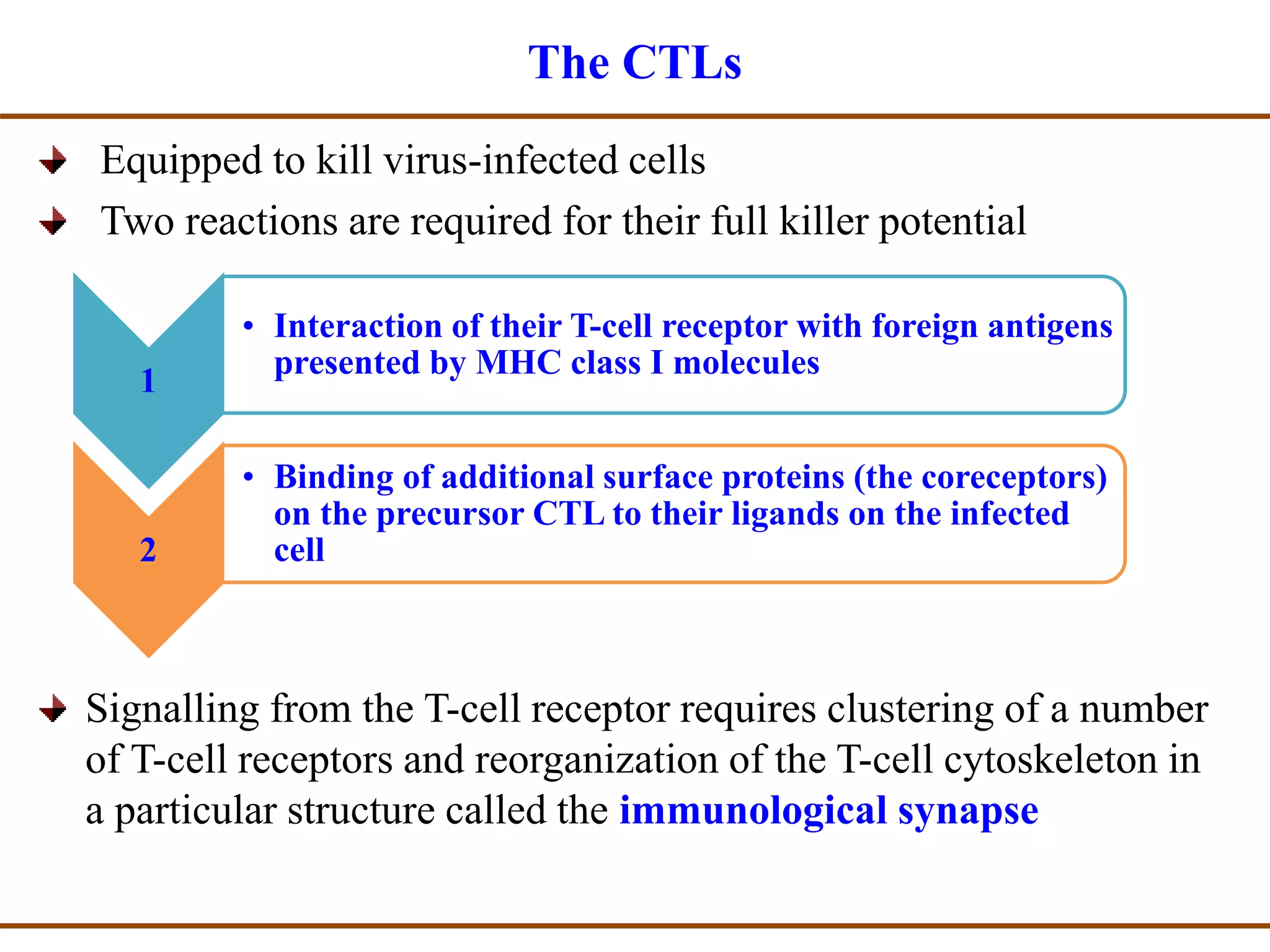 Adaptive Immune Response to Viral Infections | PPTX