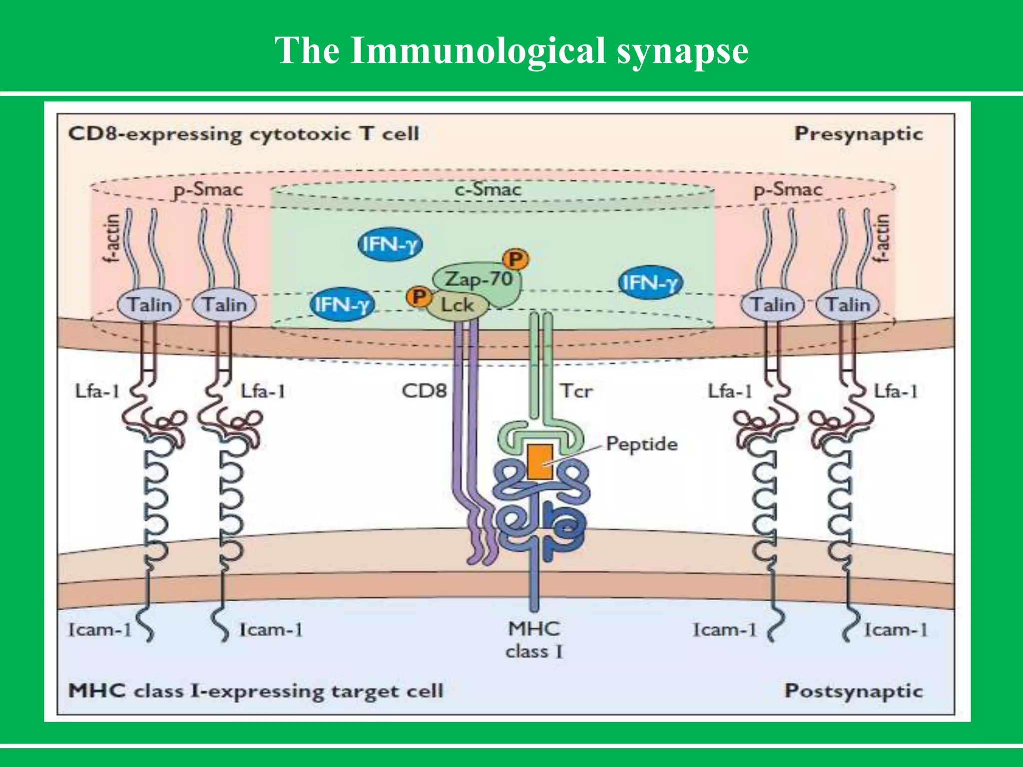 Adaptive Immune Response to Viral Infections | PPTX