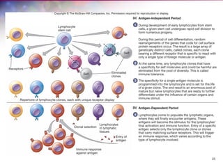 Adaptive Immunity | PPT