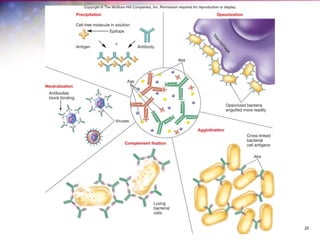 Adaptive Immunity | PPT