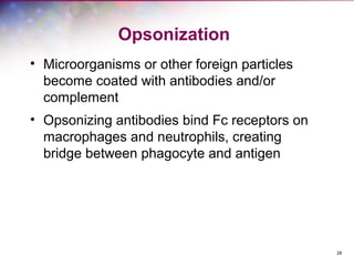 Adaptive Immunity | PPT