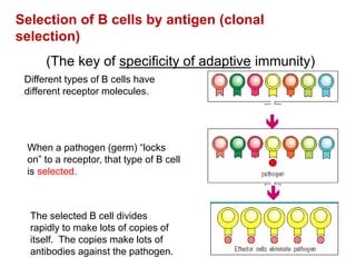 Adaptive immunity - 2023.pptx