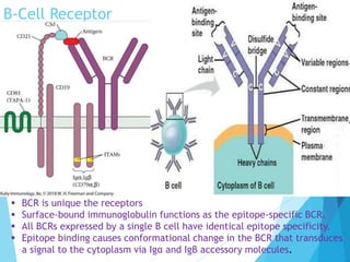 Adaptive immunity | PPTX