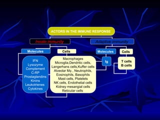 Adaptive immunity = specific immunity = acquired immunity | PPT