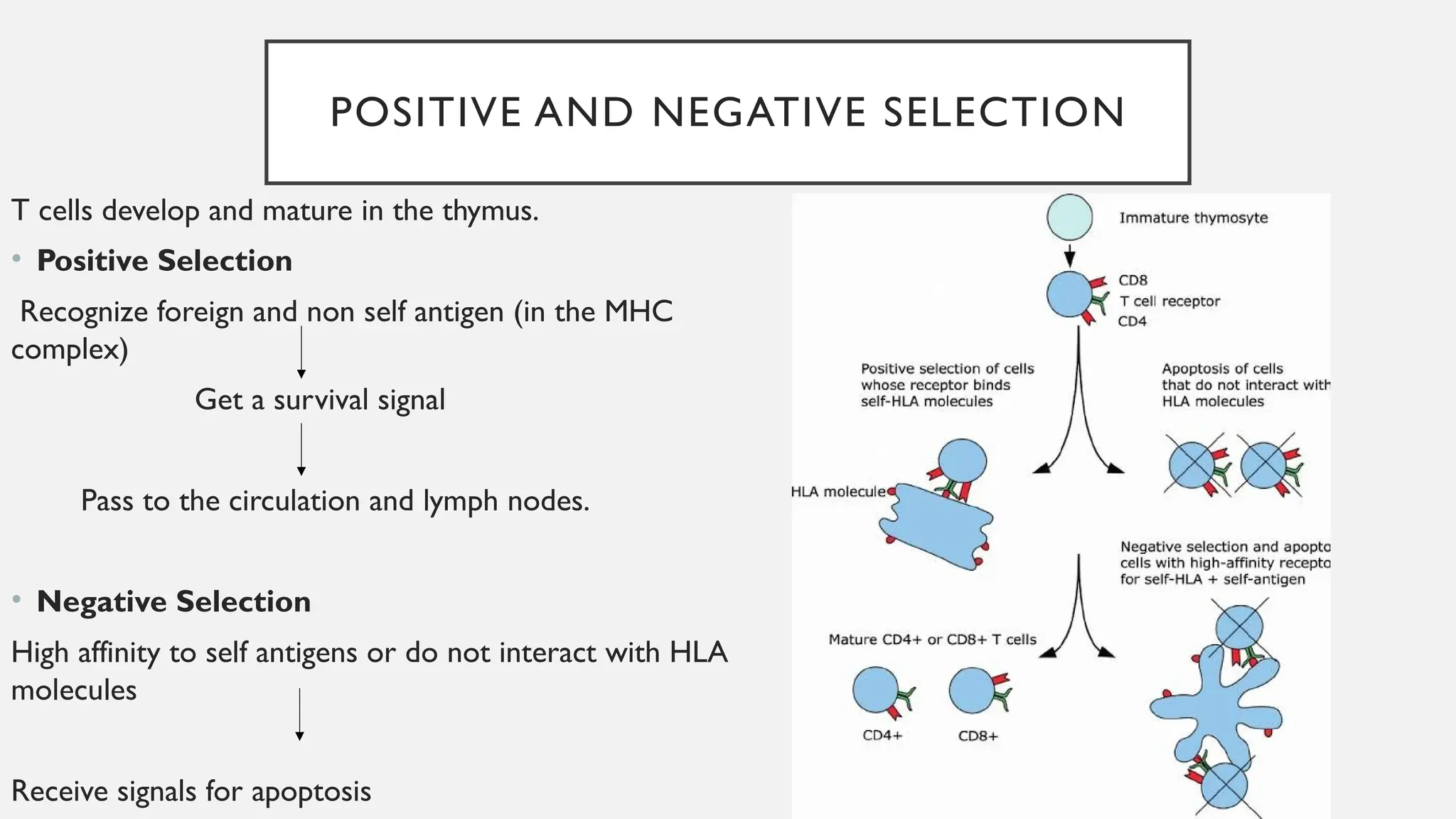Adaptive immunity of the skin in concise manner | PPTX