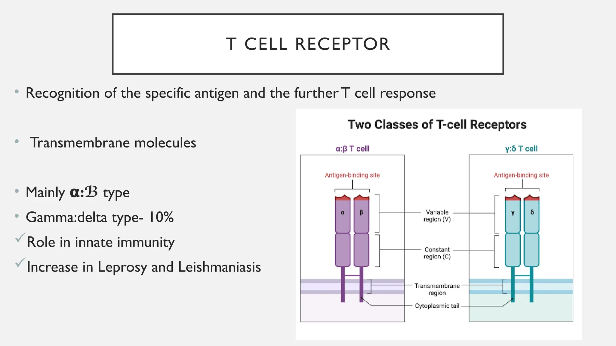 Adaptive immunity of the skin in concise manner | PPTX
