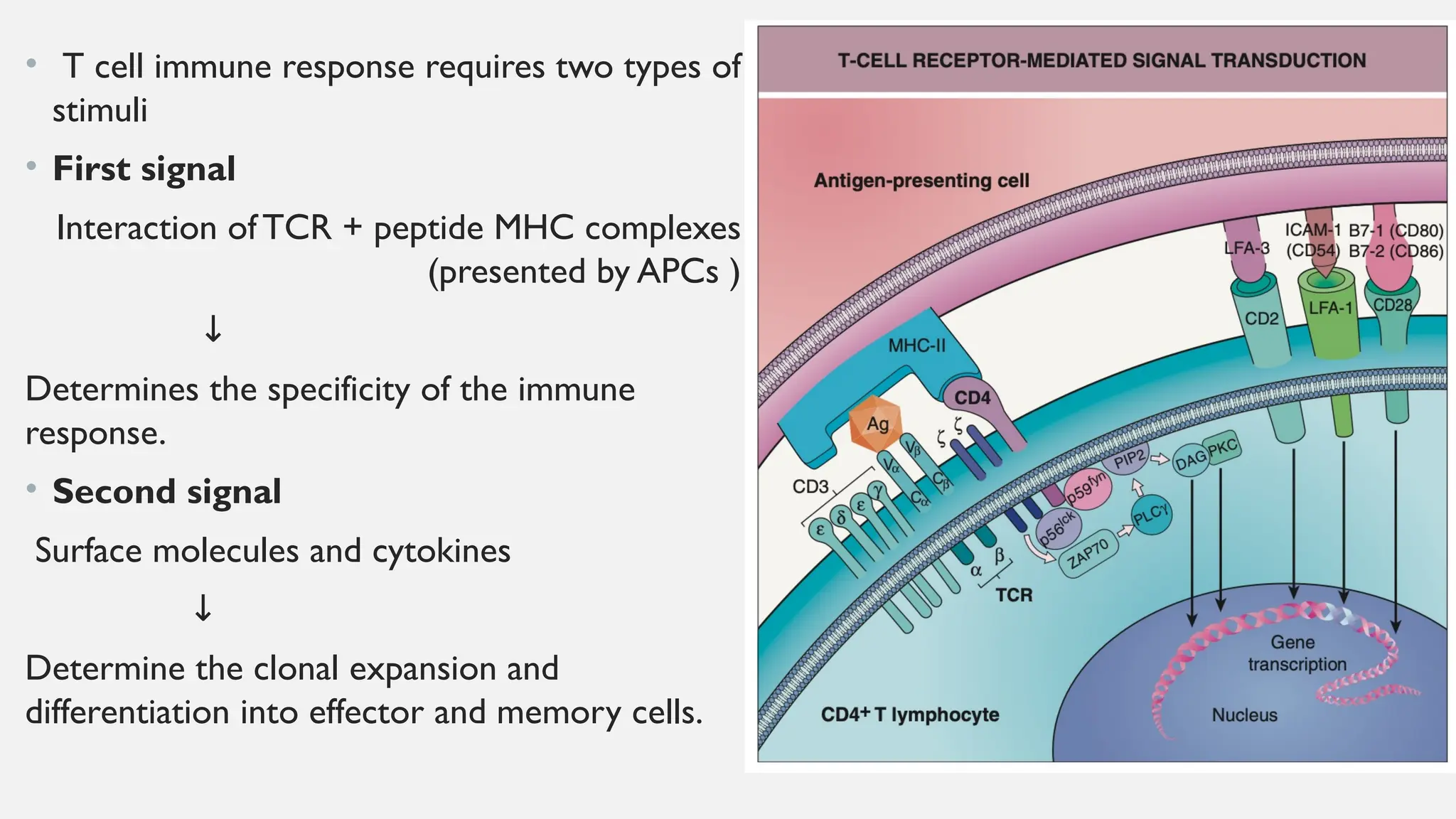 Adaptive immunity of the skin in concise manner | PPTX