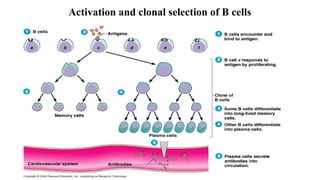 Adaptive immune system cells and their biology | PPTX