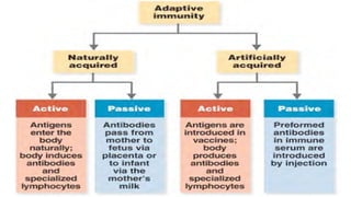 Adaptive immune system cells and their biology | PPTX