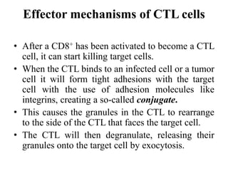 ADAPTIVE IMMUNITY T CELLS.pptx