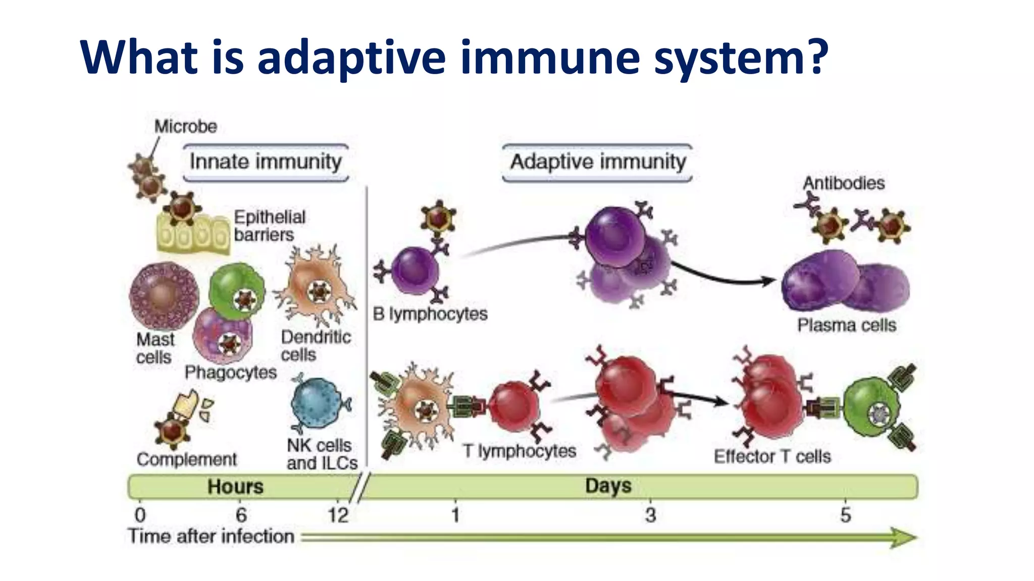 Introduction to Adaptive imunity | PPTX